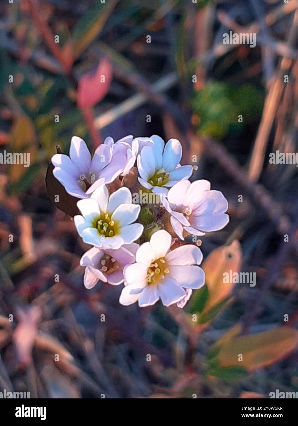 Berteroa mutabilis hi-res stock photography and images - Alamy