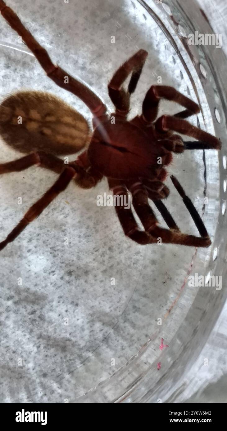 Brazilian Wandering Spider (Phoneutria nigriventer) Arachnida Stock ...