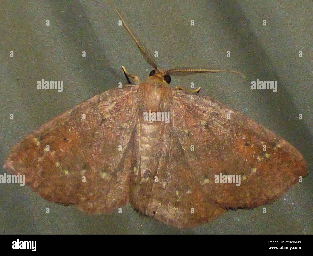 Black-dotted Ruddy Moth (Ilexia intractata) Insecta Stock Photo - Alamy