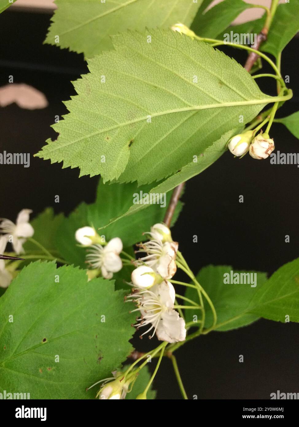 Brainerd's Hawthorn (Crataegus brainerdii) Plantae Stock Photo - Alamy