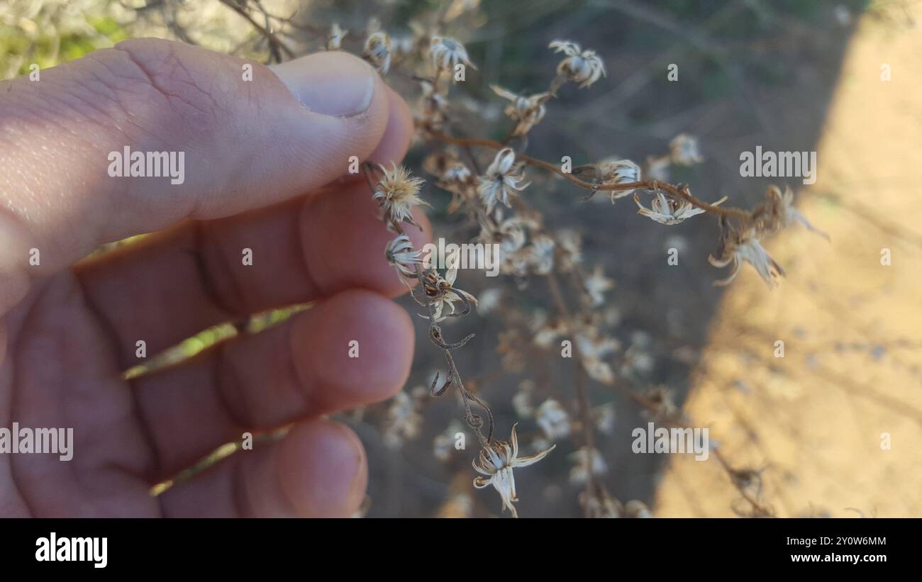 Stinkwort (Dittrichia graveolens) Plantae Stock Photo - Alamy
