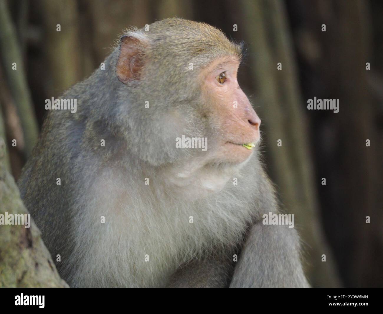 Formosan Rock Macaque (Macaca cyclopis) Mammalia Stock Photo - Alamy