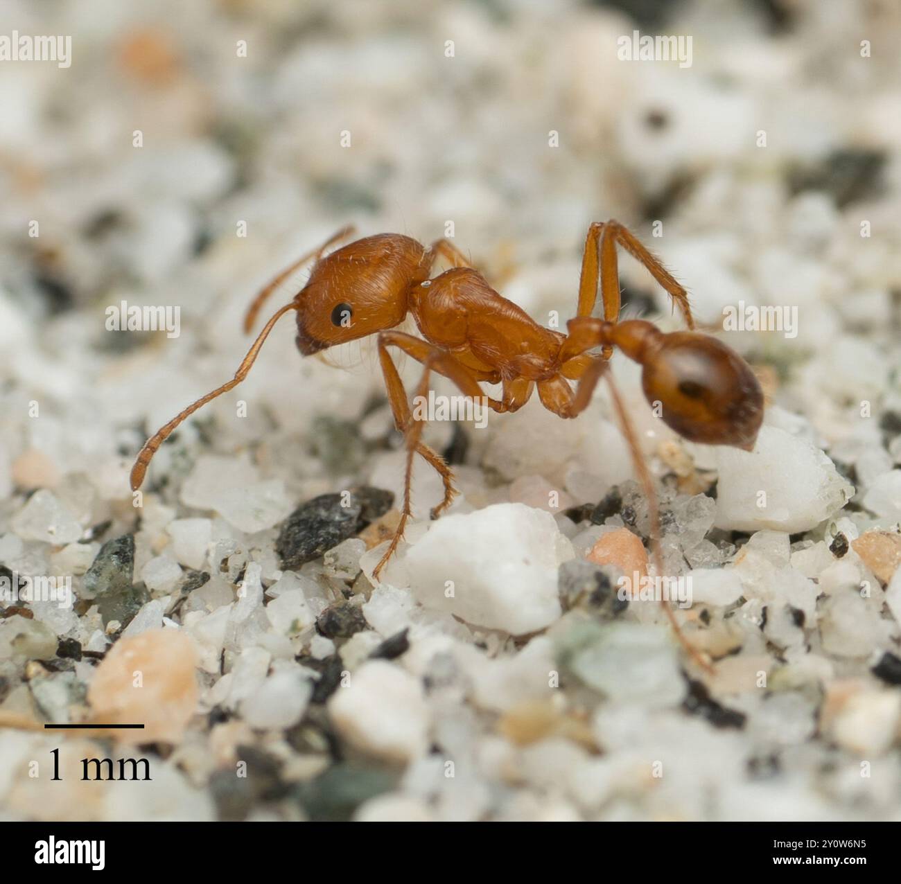 Typical American Harvester Ants (Pogonomyrmex) Insecta Stock Photo - Alamy