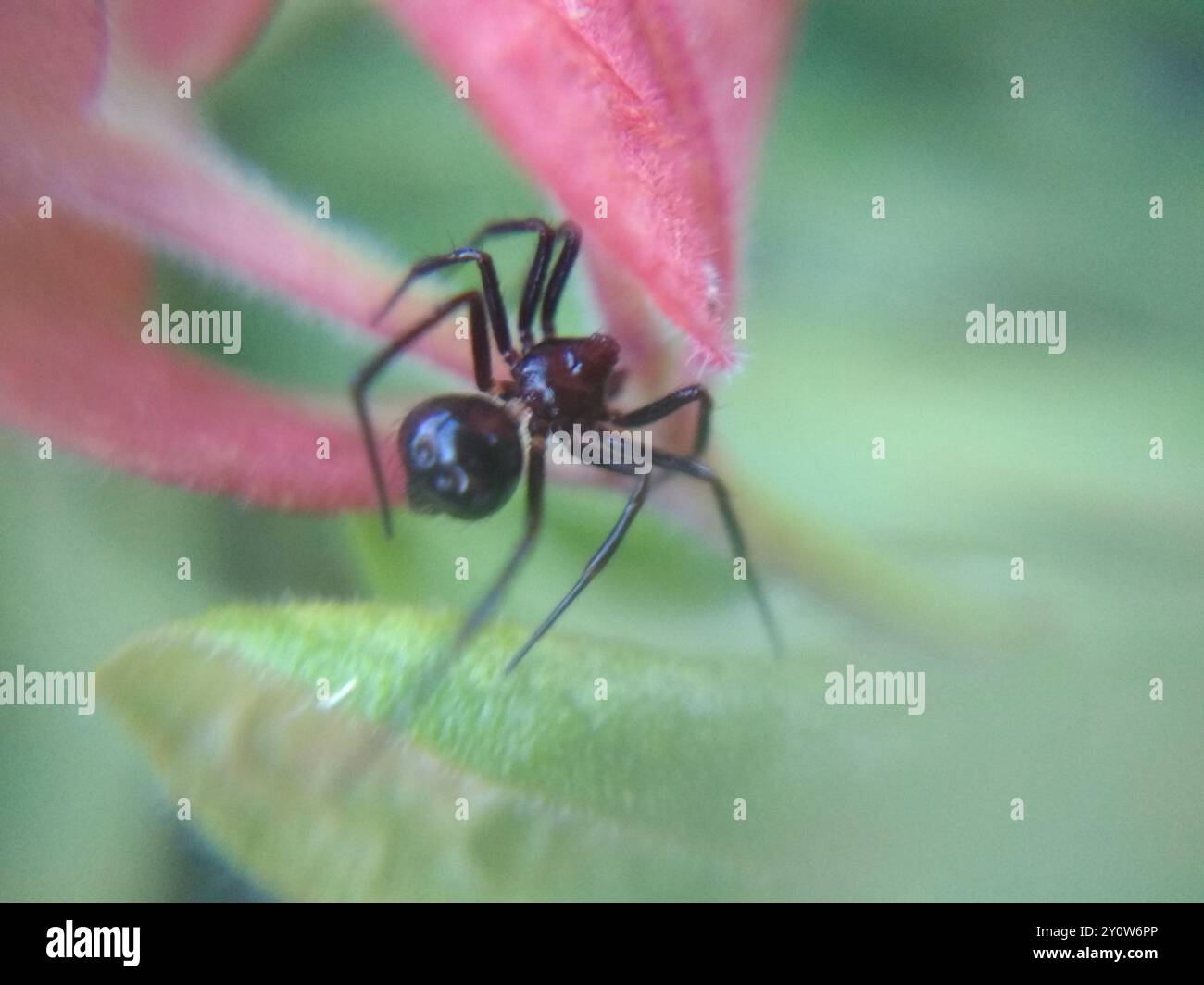 Ant-eating Spiders (Euryopis) Arachnida Stock Photo - Alamy