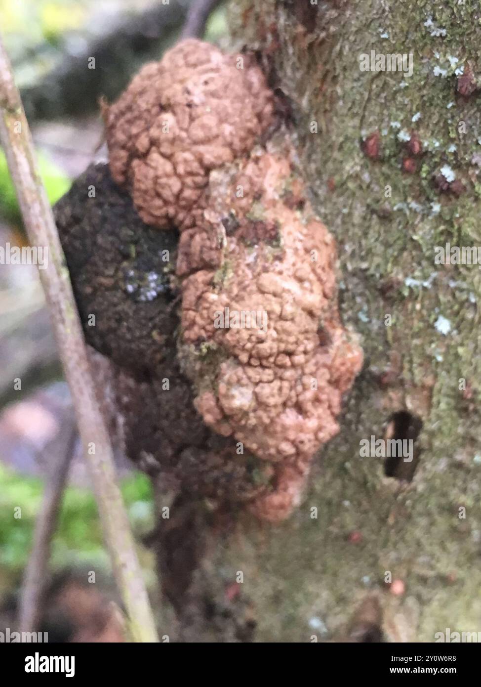 bacterial crown gall (Agrobacterium radiobacter Stock Photo - Alamy