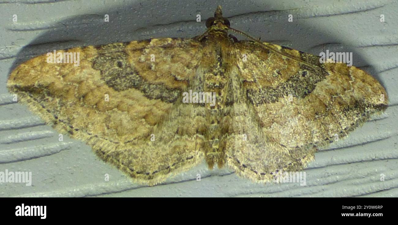 Gem Moth (Orthonama obstipata) Insecta Stock Photo - Alamy