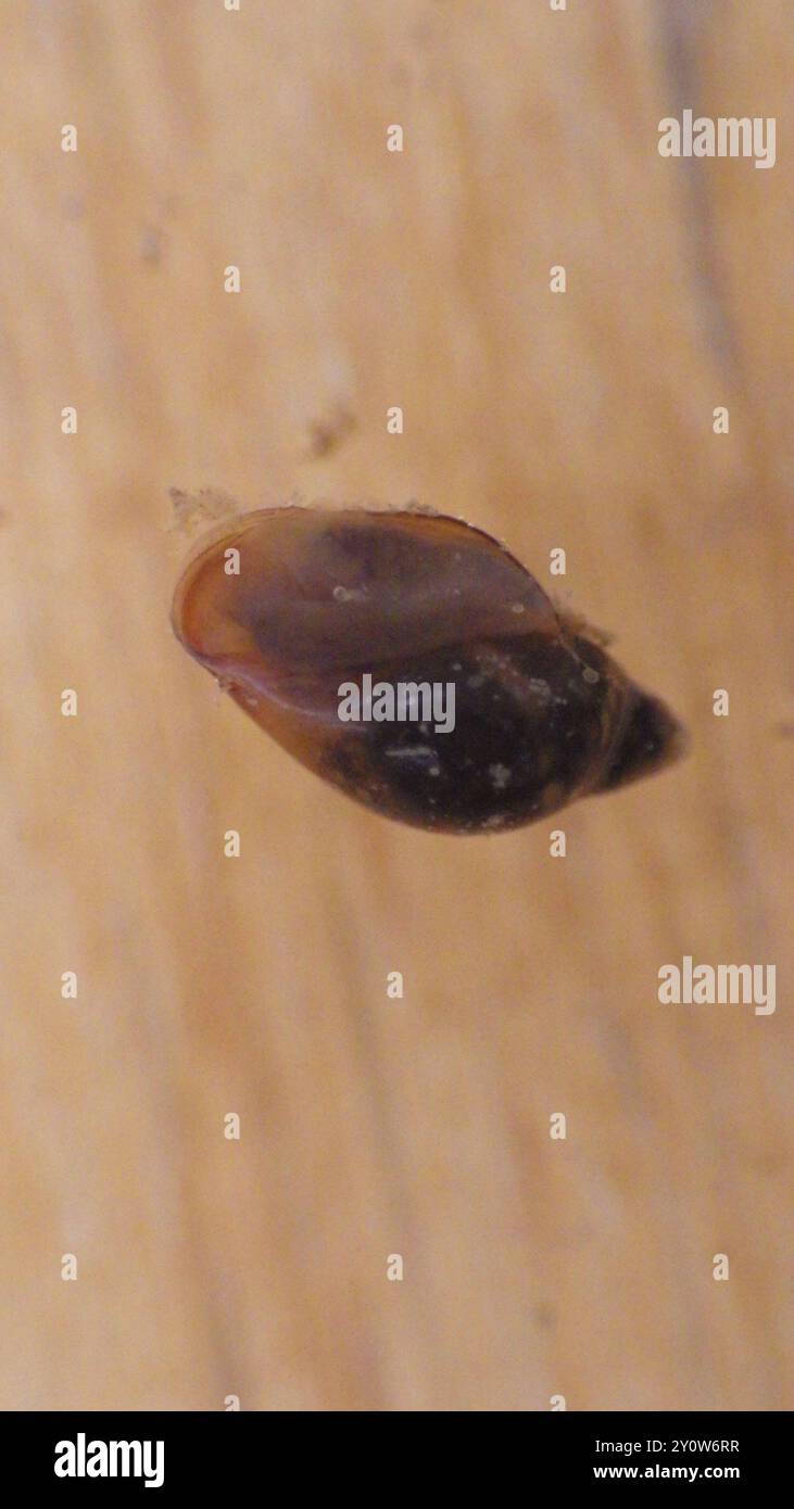 Bladder Snails (Physidae) Mollusca Stock Photo - Alamy