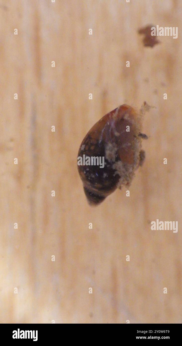 Bladder Snails (Physidae) Mollusca Stock Photo - Alamy