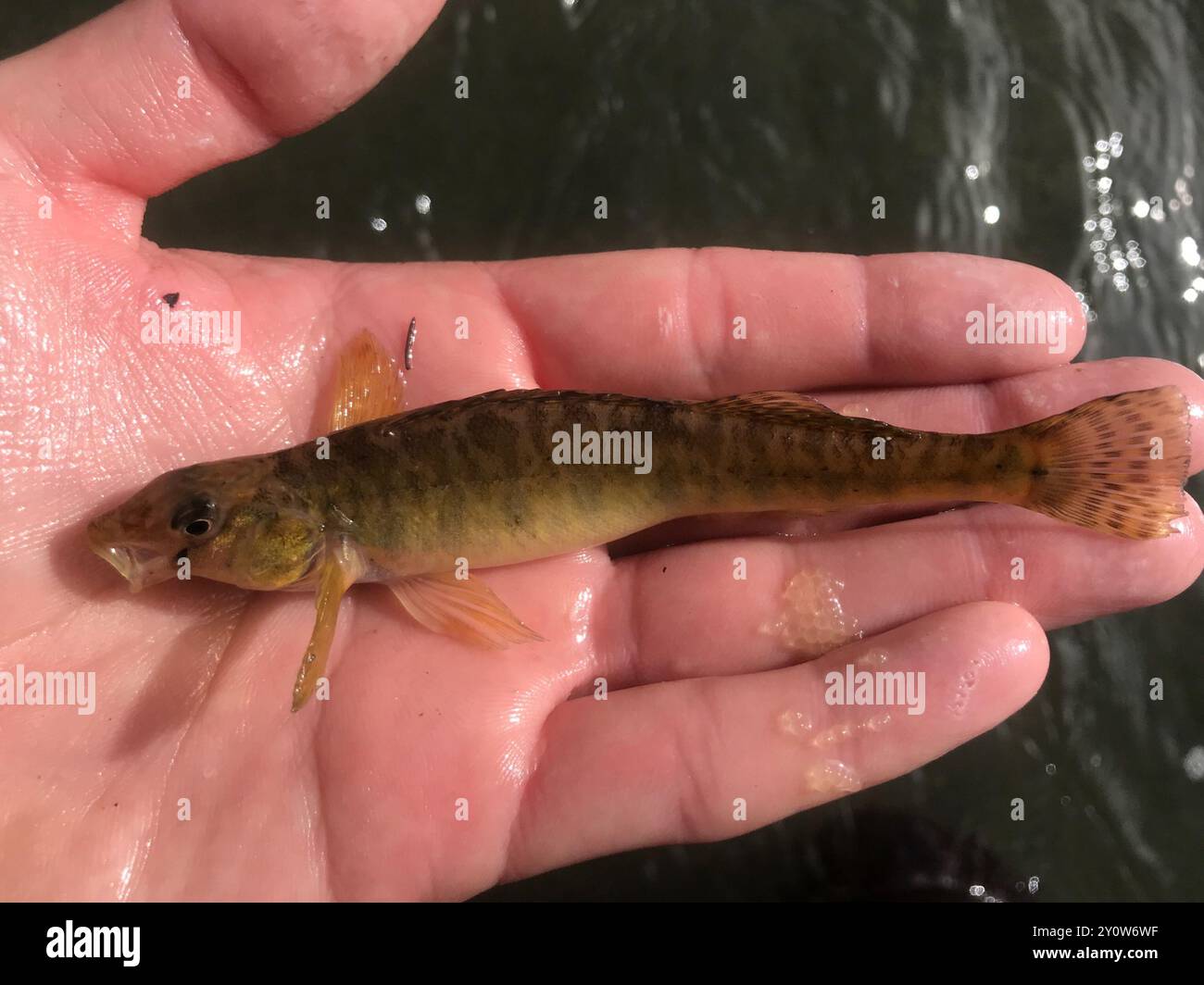 Texas Logperch (Percina carbonaria) Actinopterygii Stock Photo - Alamy