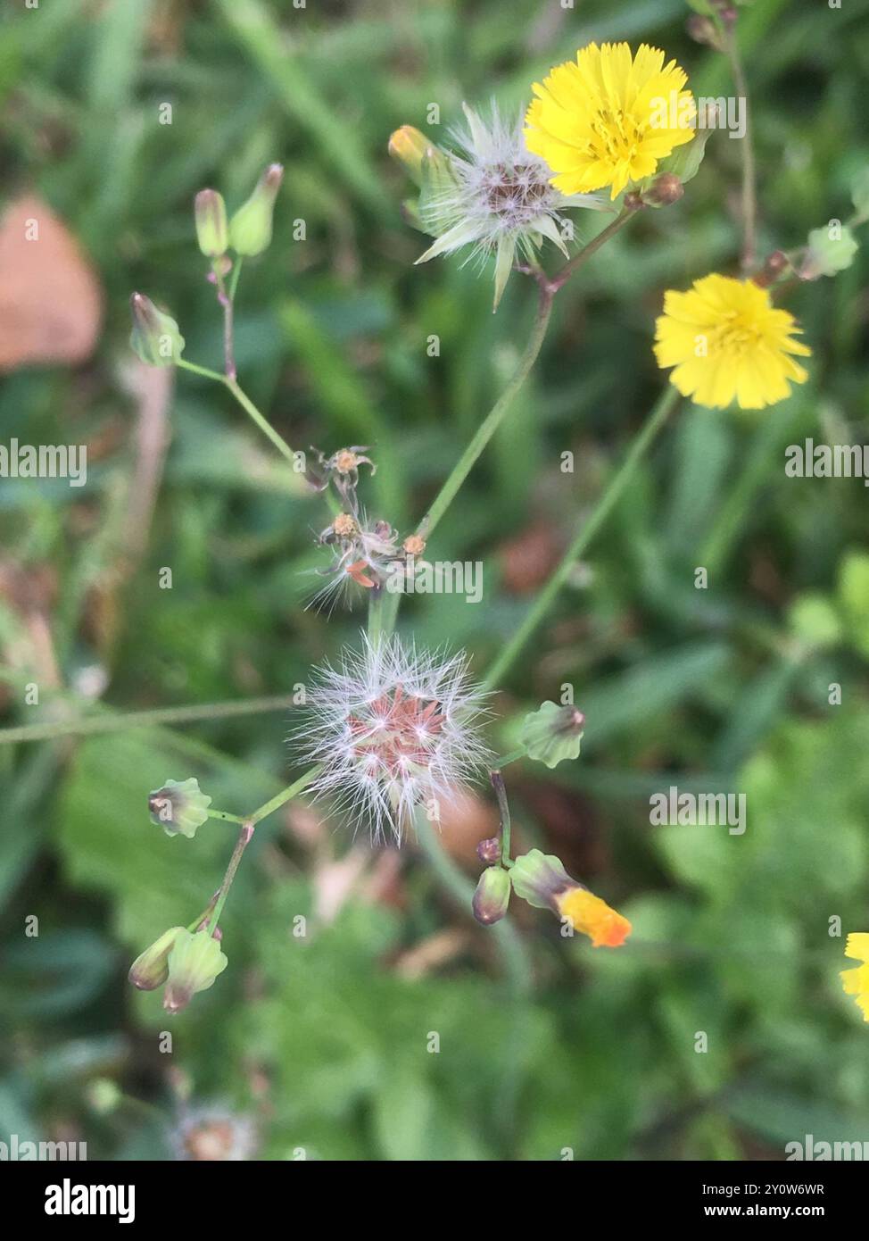 Oriental false hawksbeard (Youngia japonica) Plantae Stock Photo - Alamy