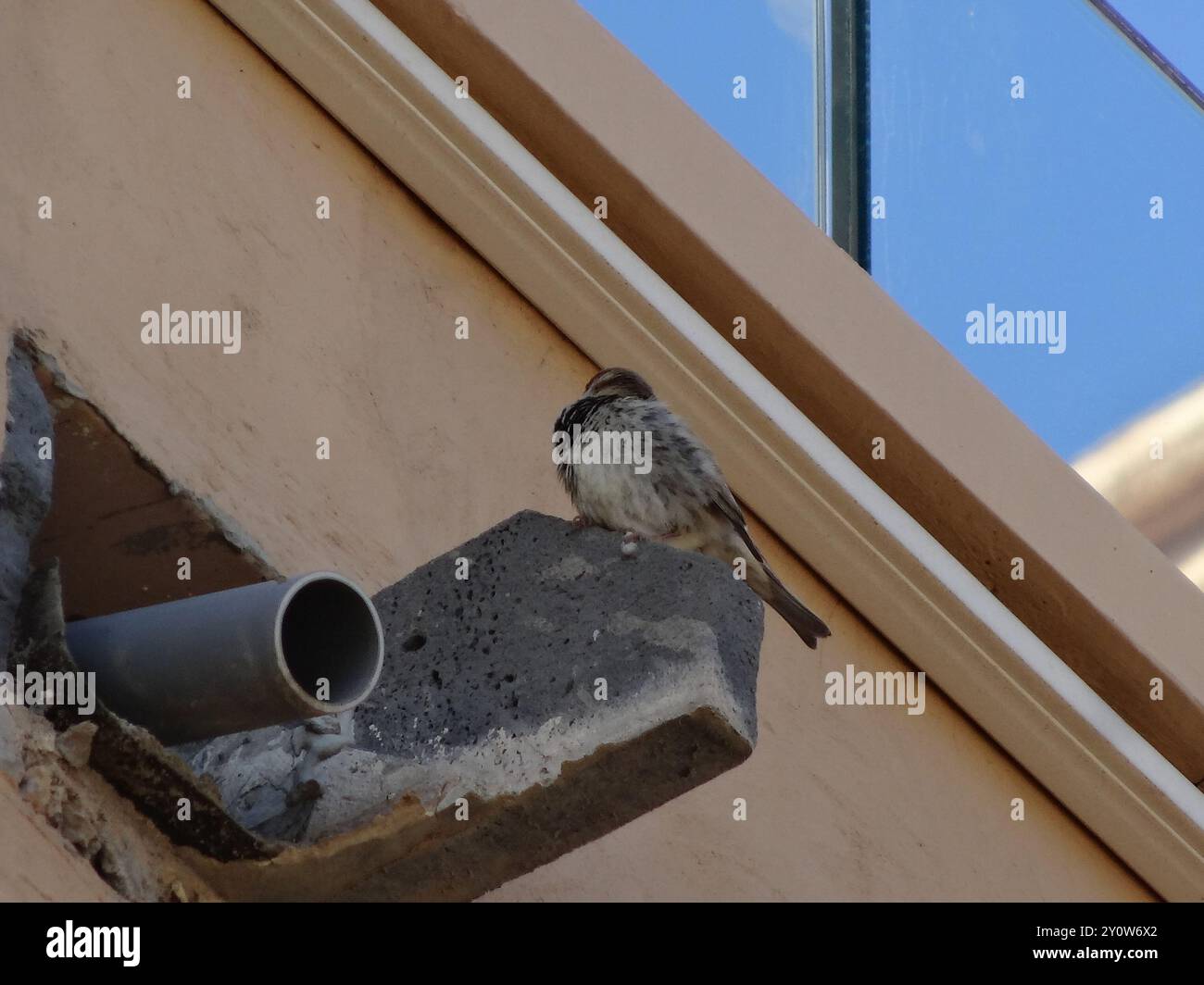 Spanish Sparrow (Passer hispaniolensis) Aves Stock Photo - Alamy