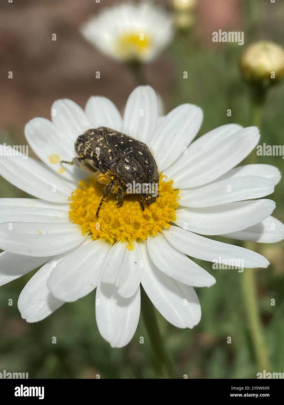 Mediterranean Spotted Chafer (Oxythyrea funesta) Insecta Stock Photo ...