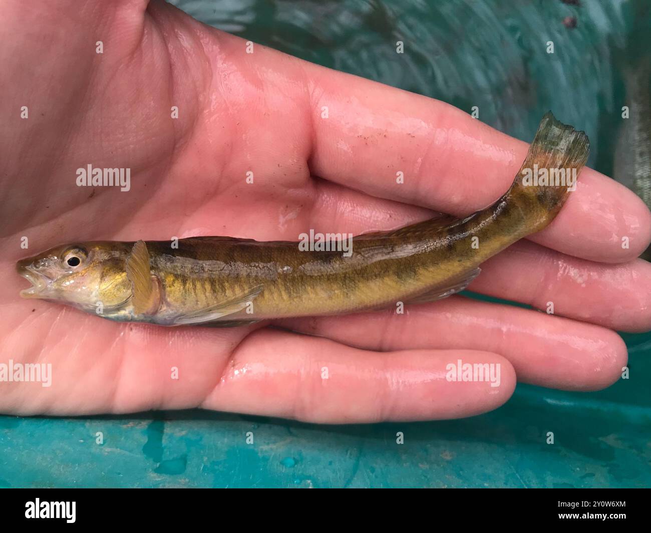 Texas Logperch (Percina carbonaria) Actinopterygii Stock Photo - Alamy