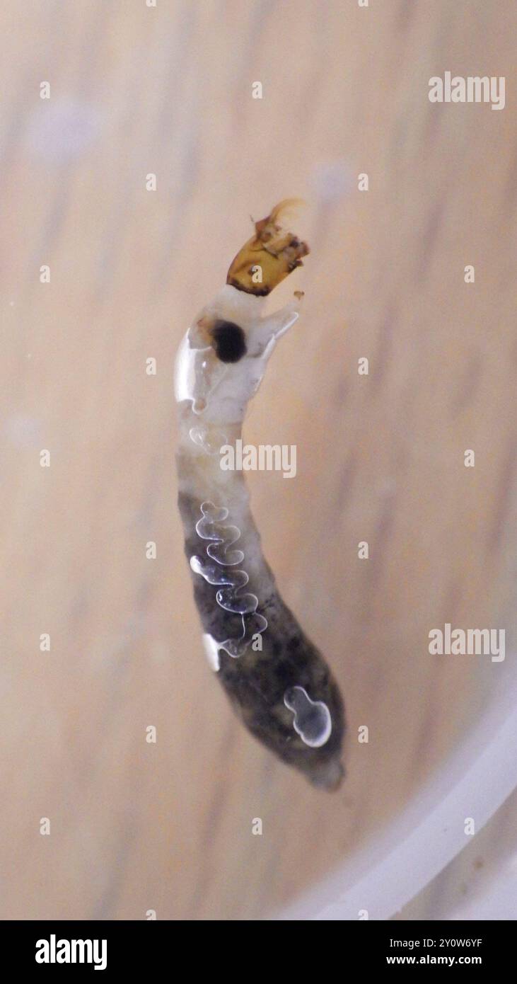 Black Flies (Simuliidae) Insecta Stock Photo - Alamy