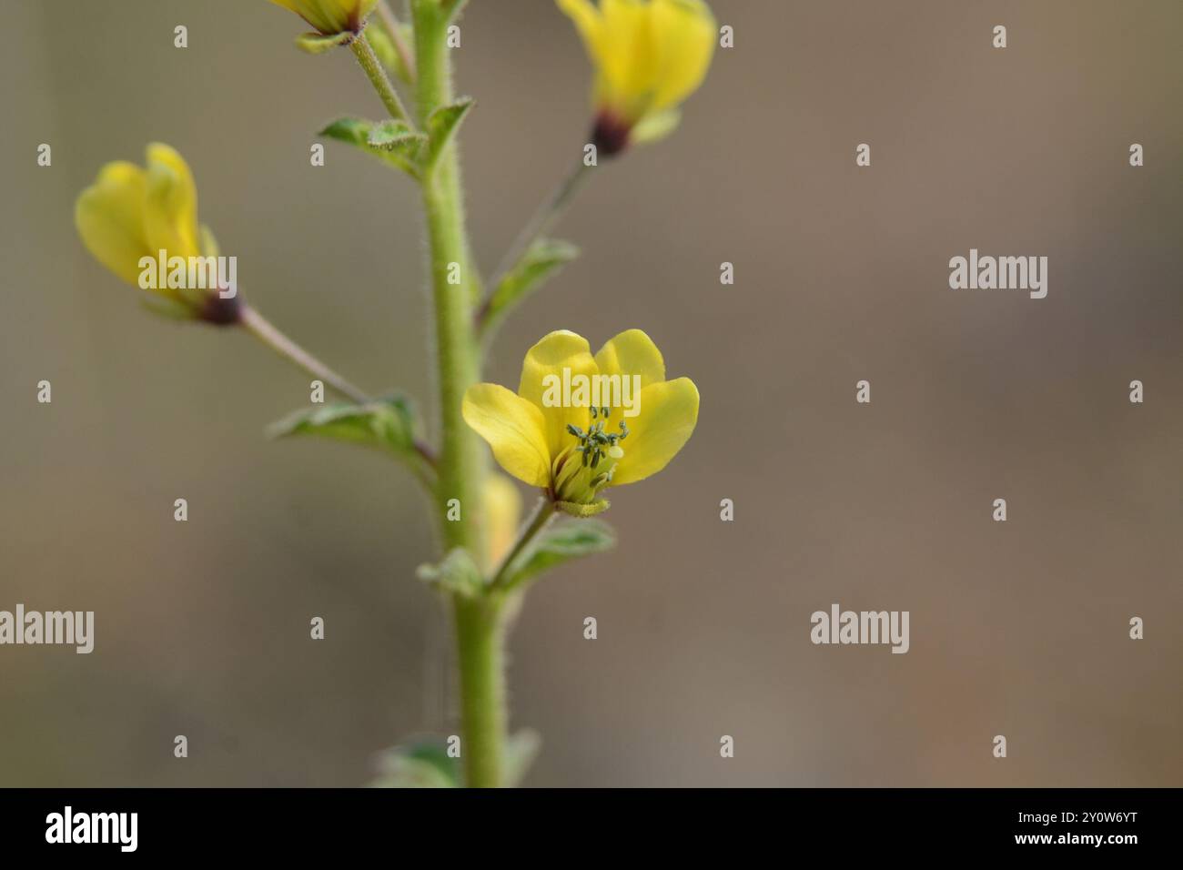 Asian spiderflower (Cleome viscosa) Plantae Stock Photo - Alamy