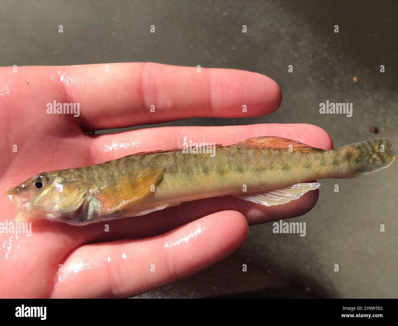 Texas Logperch (Percina carbonaria) Actinopterygii Stock Photo - Alamy