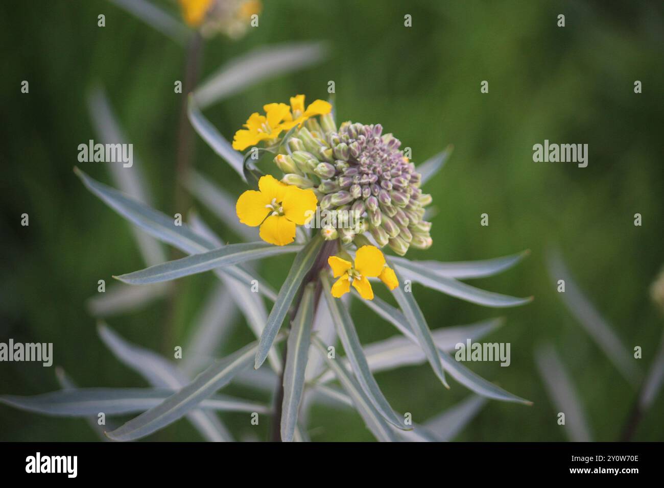 Western Wallflower (Erysimum capitatum) Plantae Stock Photo - Alamy
