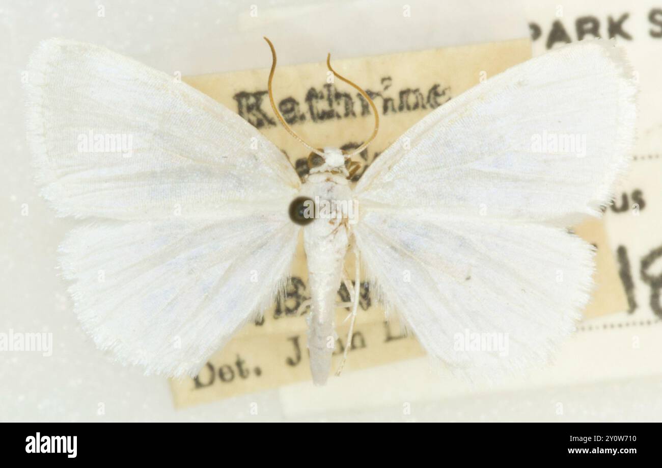 White Spring Moth (Lomographa vestaliata) Insecta Stock Photo - Alamy