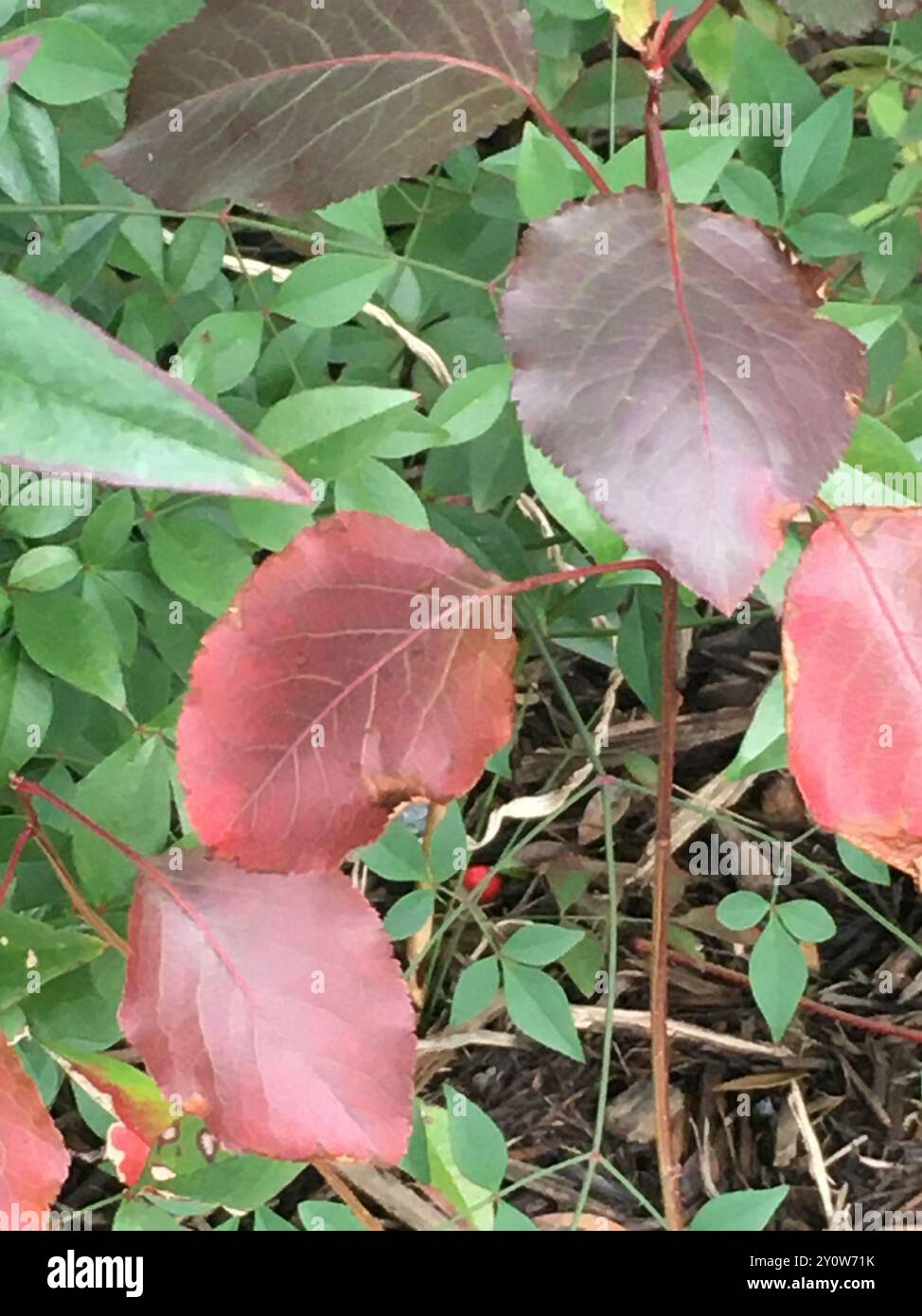 Callery pear (Pyrus calleryana) Plantae Stock Photo - Alamy