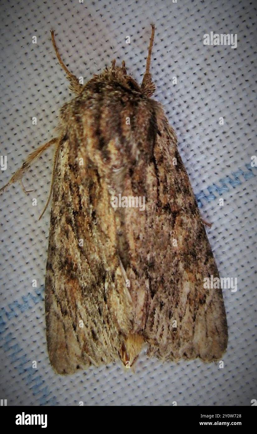 Confused Woodgrain Moth (Morrisonia confusa) Insecta Stock Photo - Alamy