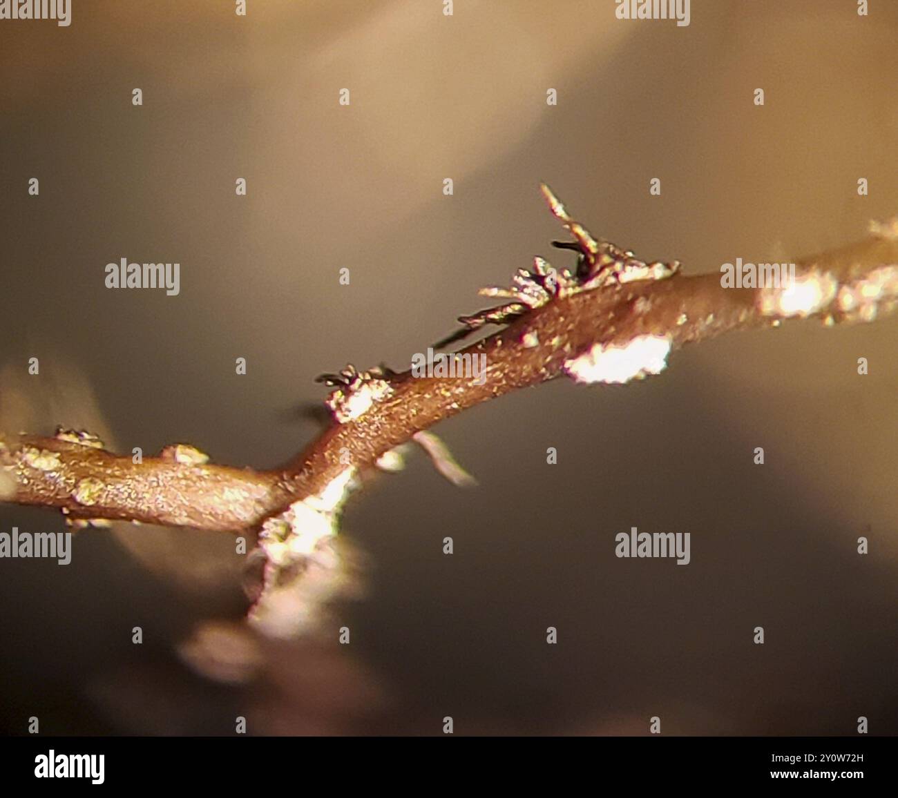 Burred Horsehair Lichen (Bryoria furcellata) Fungi Stock Photo - Alamy