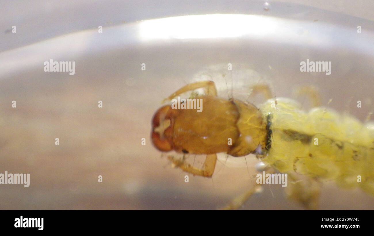 Little Black Caddisflies (Chimarra) Insecta Stock Photo - Alamy