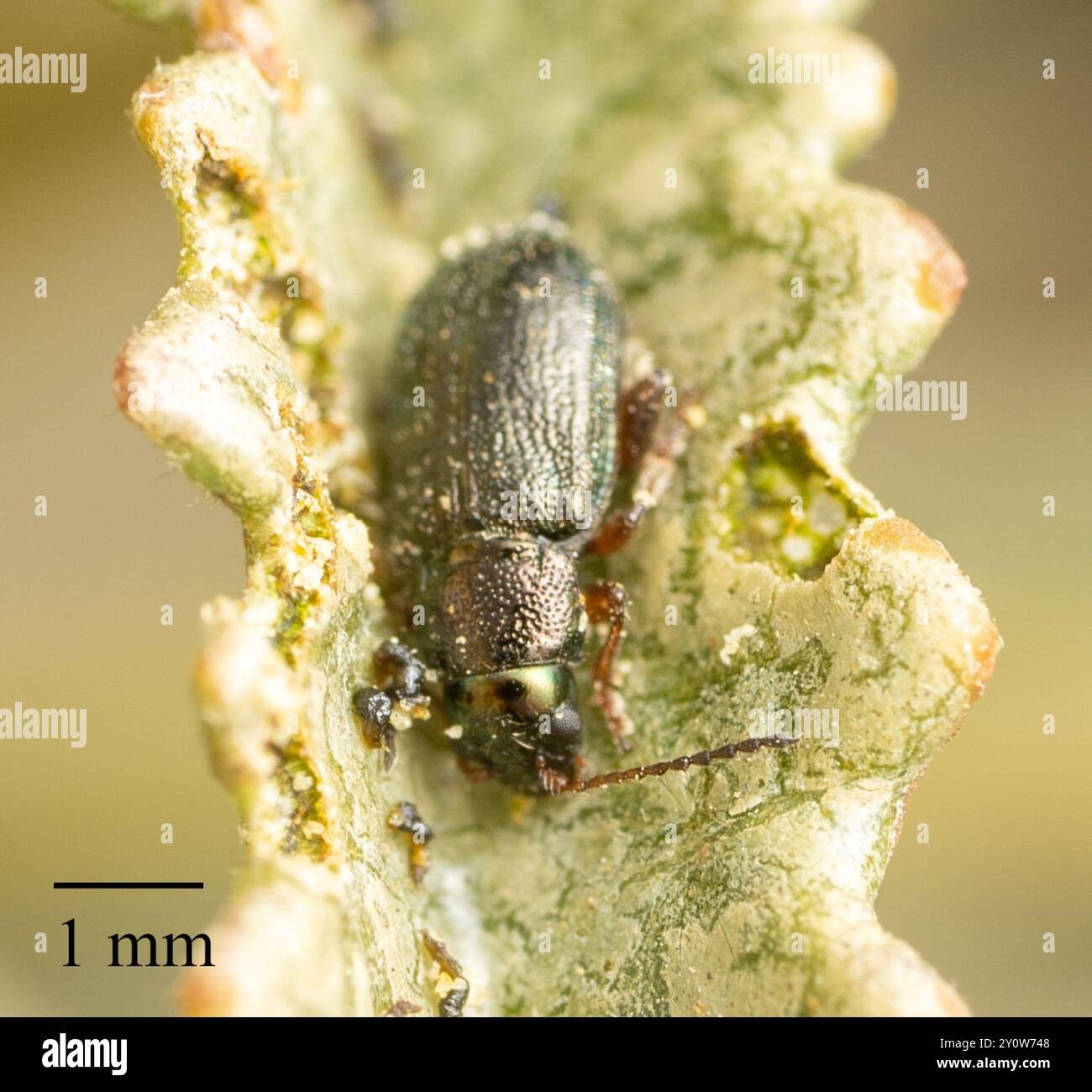 Cucujiform Beetles (Cucujiformia) Insecta Stock Photo - Alamy