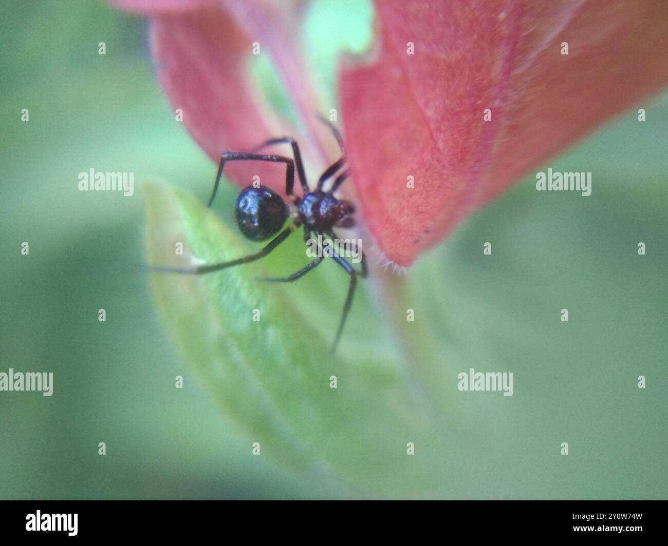 Ant-eating Spiders (Euryopis) Arachnida Stock Photo - Alamy