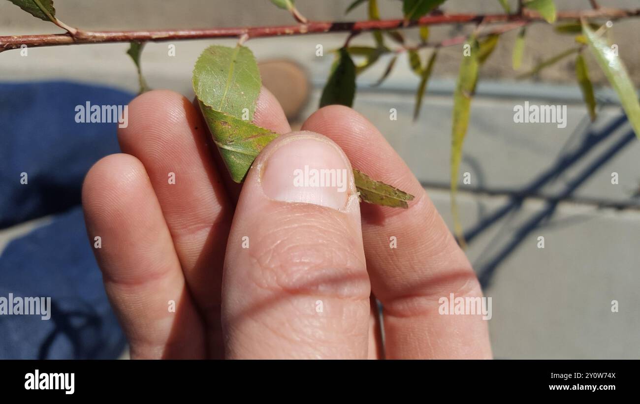 Goodding's willow (Salix gooddingii) Plantae Stock Photo - Alamy