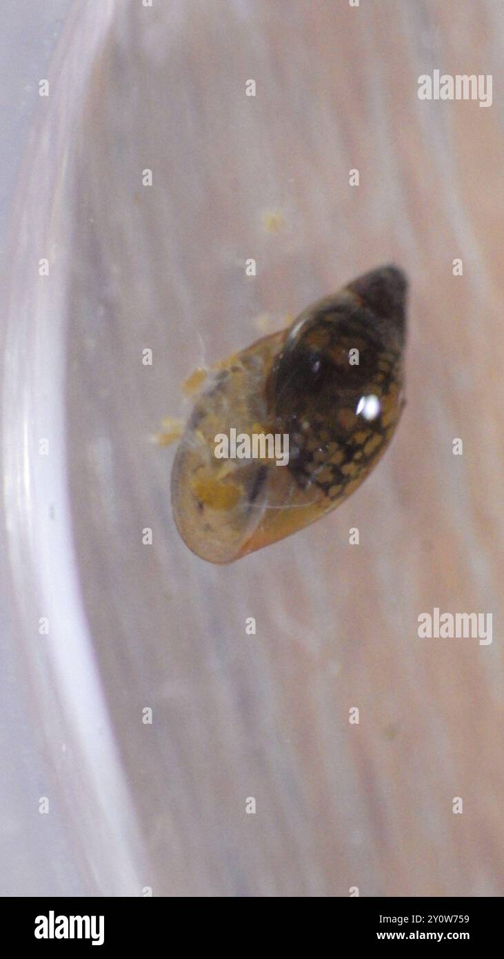 Bladder Snails (Physidae) Mollusca Stock Photo - Alamy