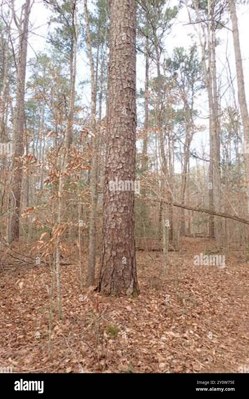 shortleaf pine (Pinus echinata) Plantae Stock Photo - Alamy
