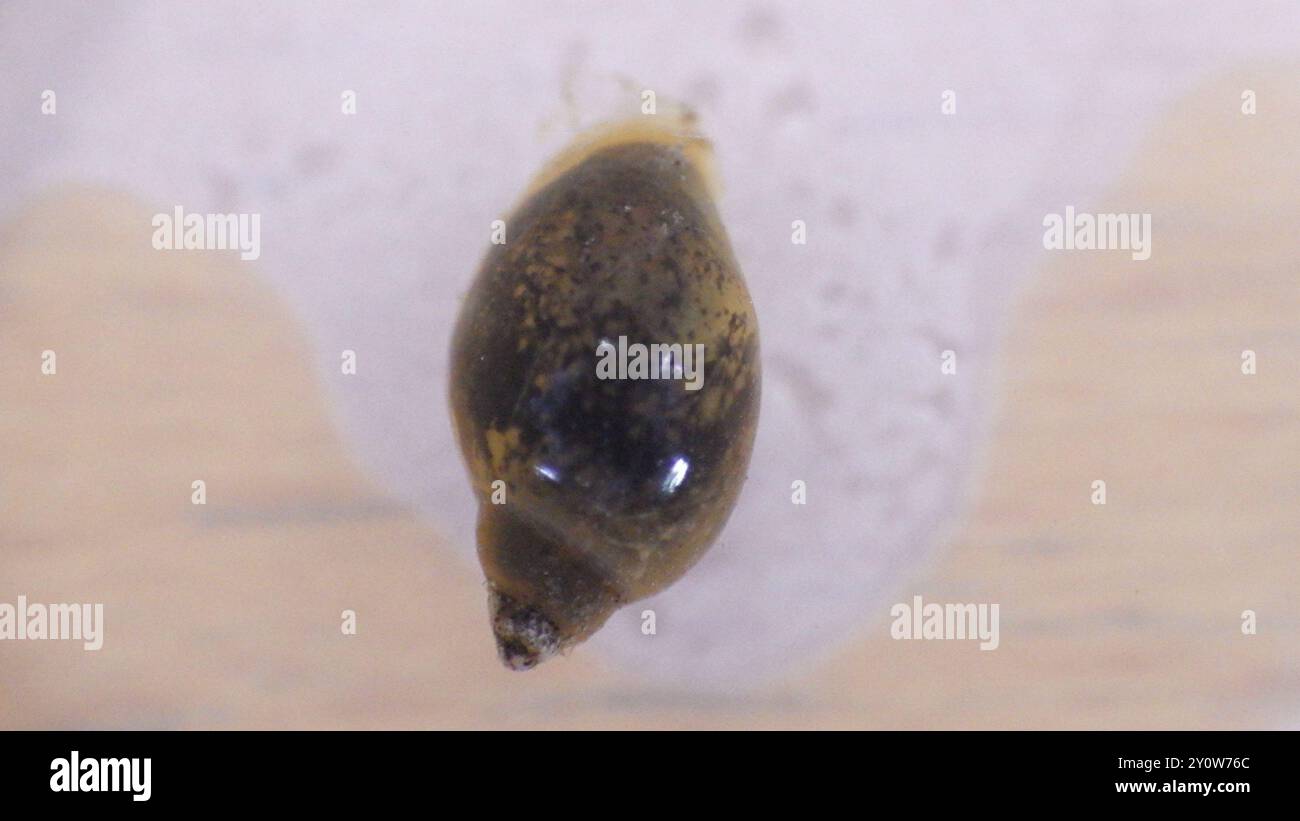 Bladder Snails (Physidae) Mollusca Stock Photo - Alamy