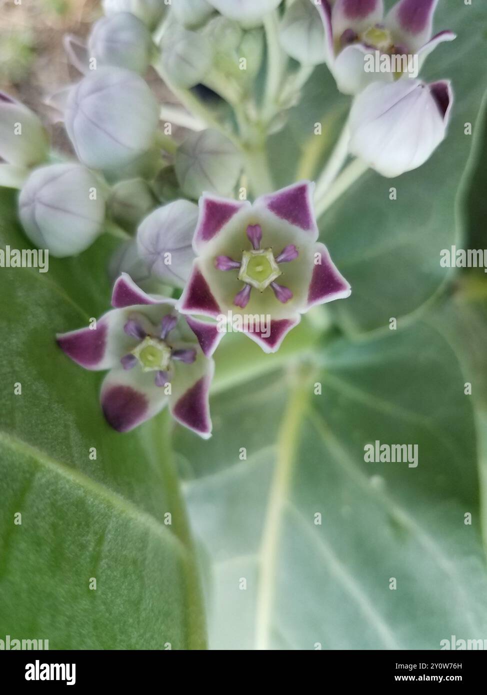 giant milkweed (Calotropis procera) Plantae Stock Photo - Alamy