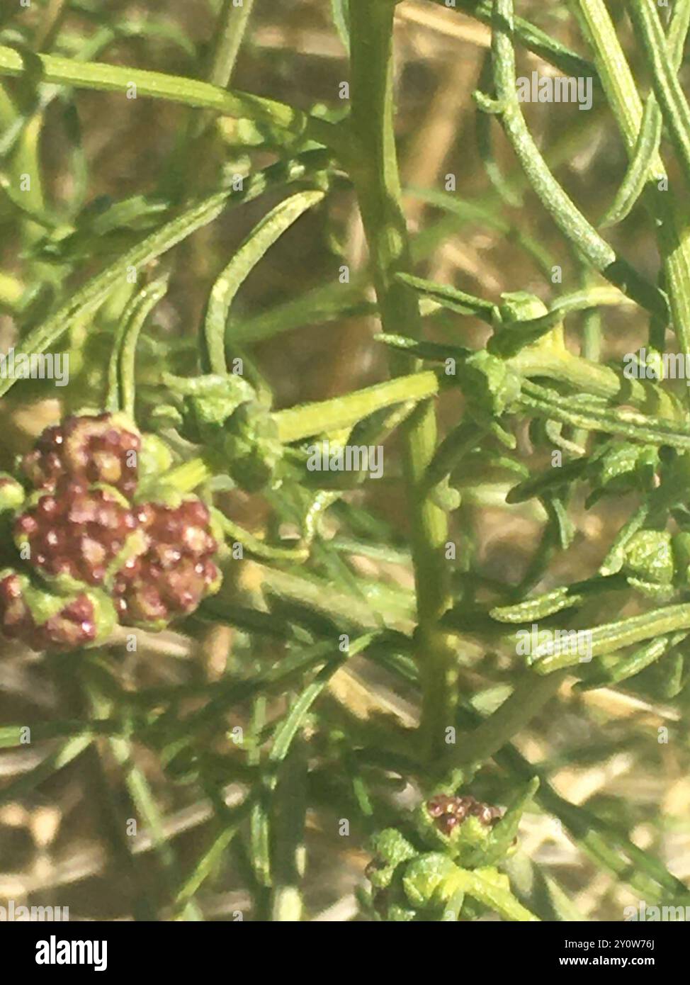 Cheesebush (Ambrosia salsola) Plantae Stock Photo - Alamy