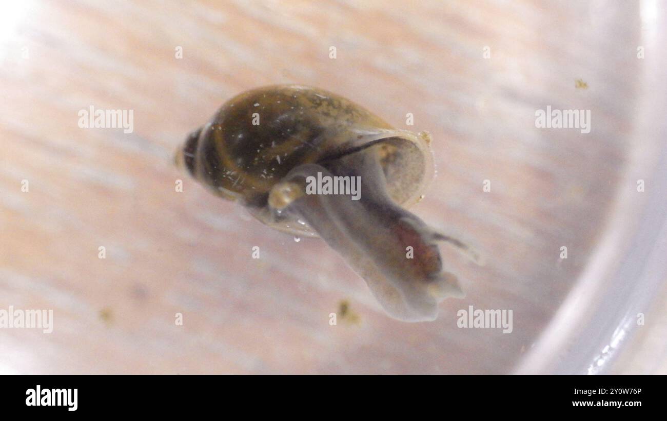 Bladder Snails (Physidae) Mollusca Stock Photo - Alamy
