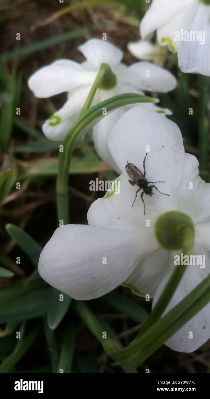 March Flies (Bibio) Insecta Stock Photo - Alamy