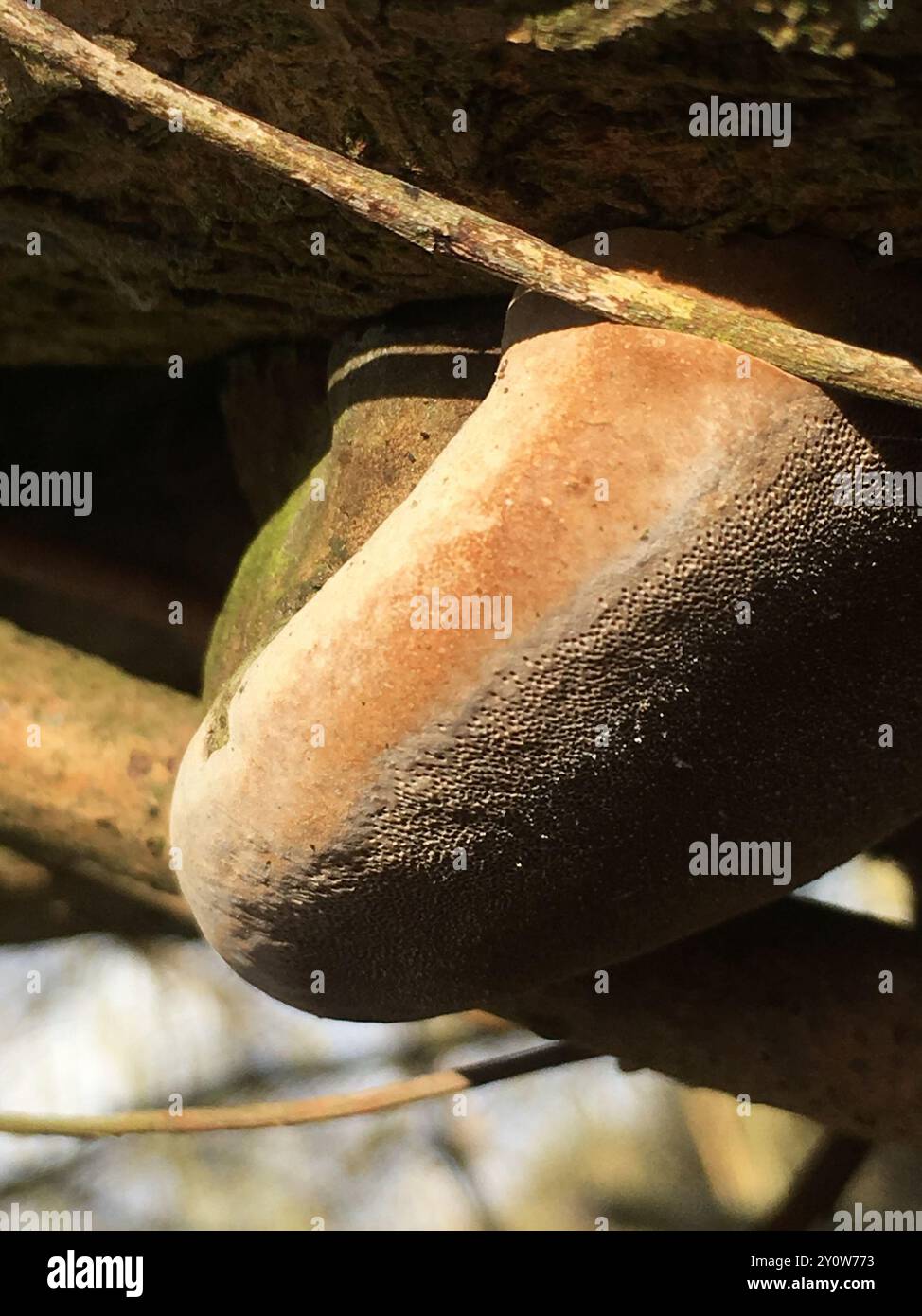 Willow Bracket (Phellinus igniarius) Fungi Stock Photo - Alamy