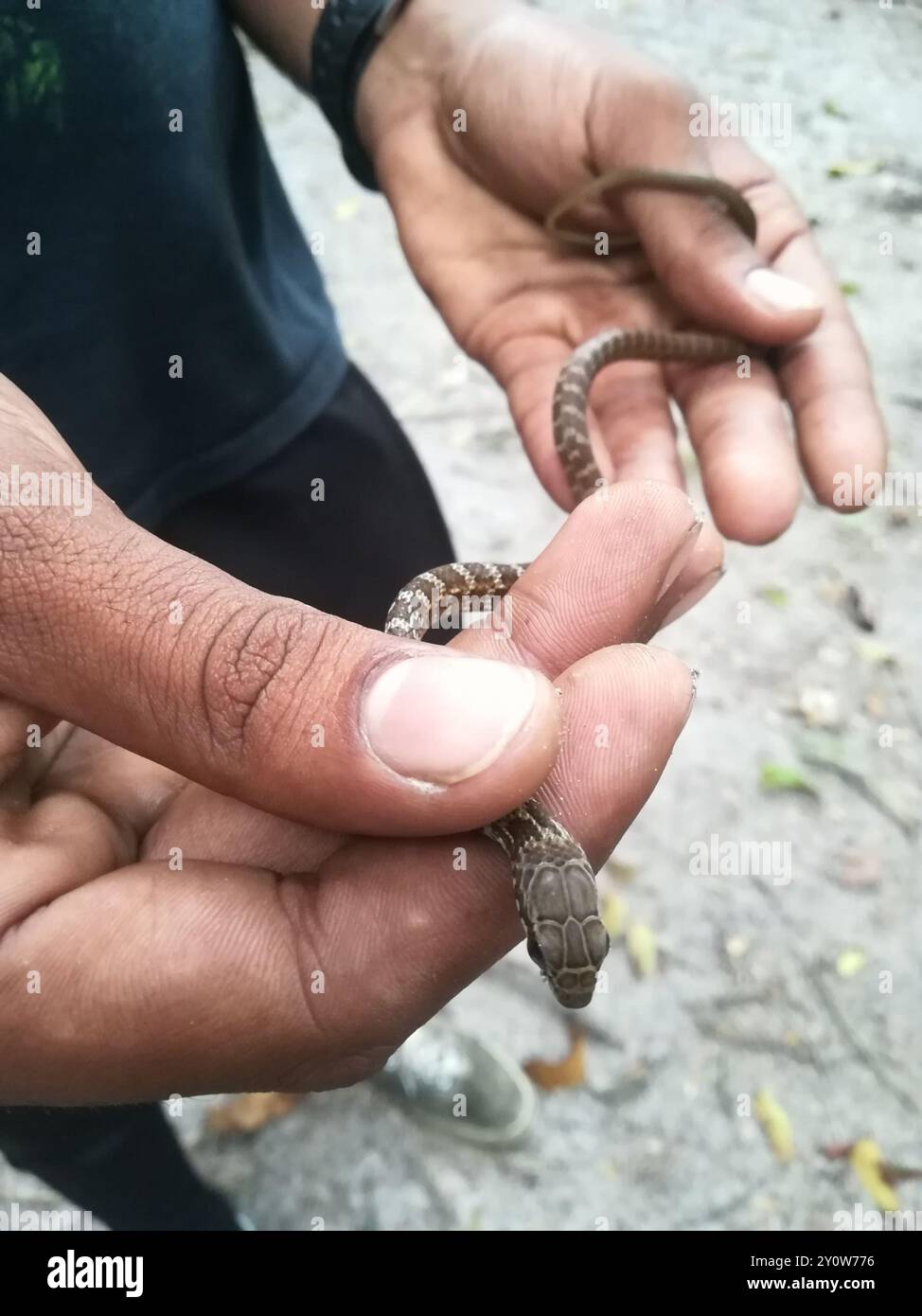 Boddaert's Tropical Racer (Mastigodryas boddaerti) Reptilia Stock Photo ...