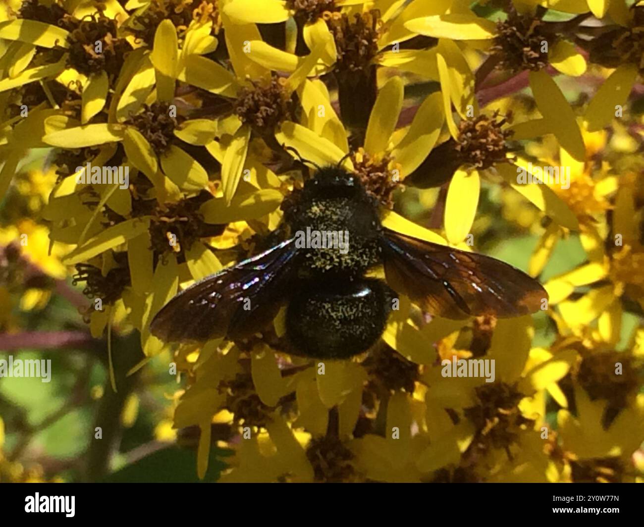 Violet Carpenter Bee (Xylocopa violacea) Insecta Stock Photo - Alamy