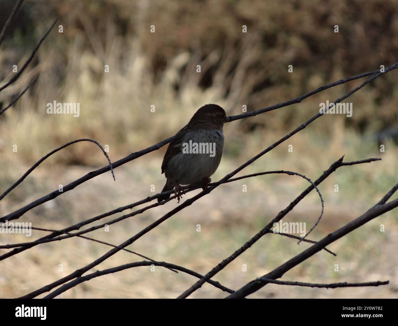 Spanish Sparrow (Passer hispaniolensis) Aves Stock Photo - Alamy