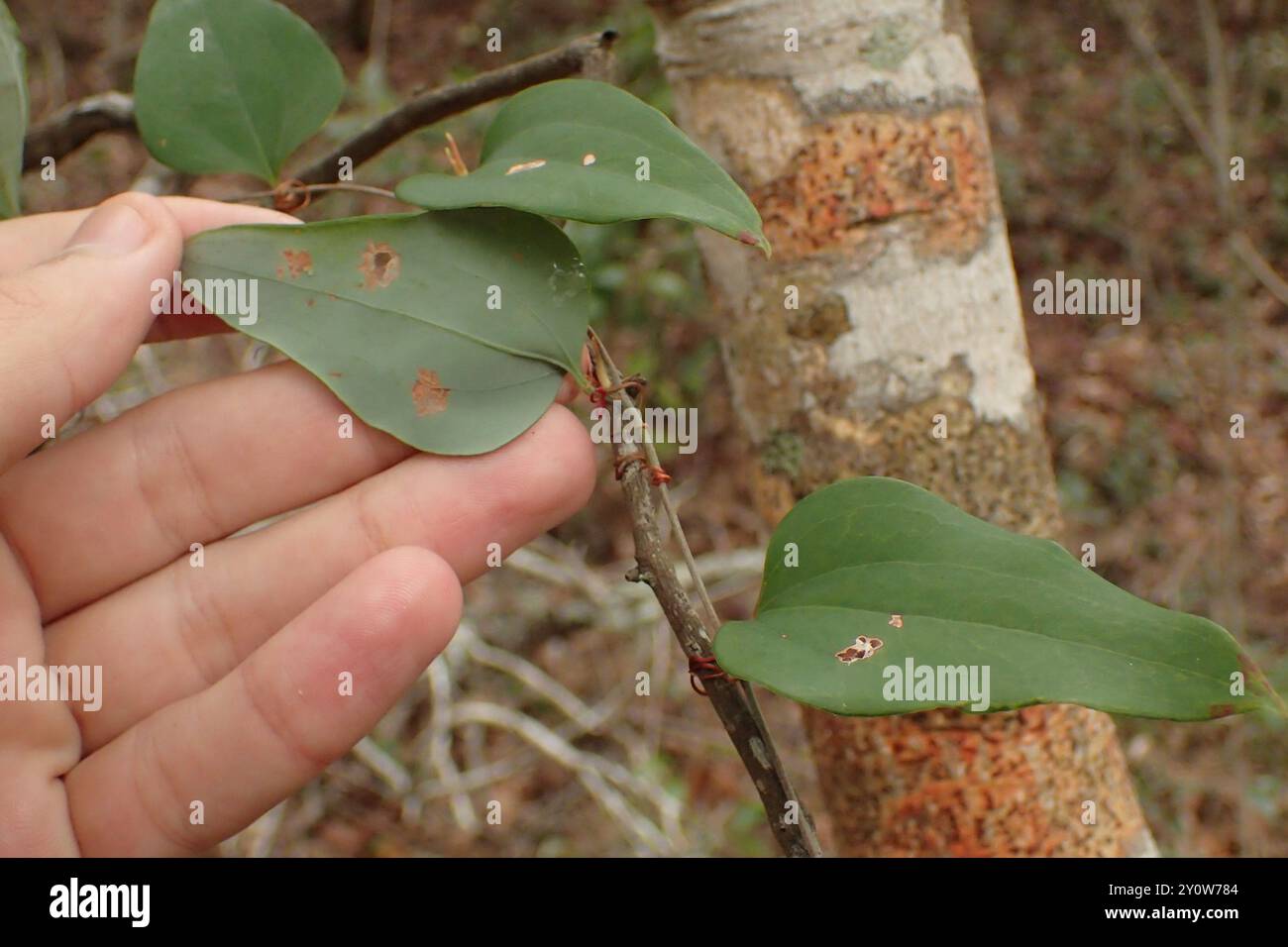 sawbrier (Smilax glauca) Plantae Stock Photo - Alamy