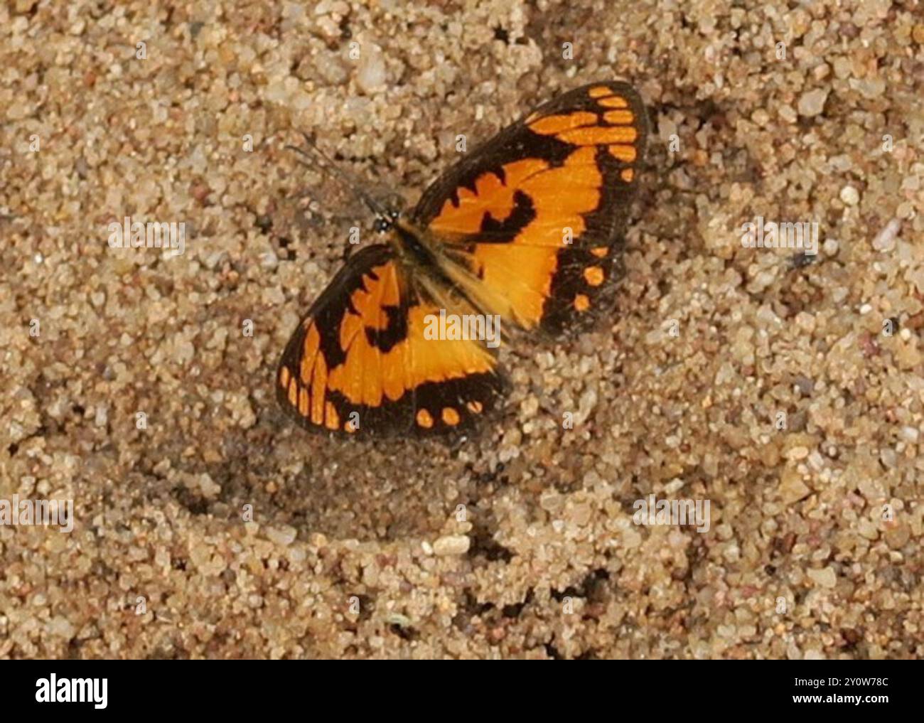 Common Joker (Byblia anvatara acheloia) Insecta Stock Photo - Alamy