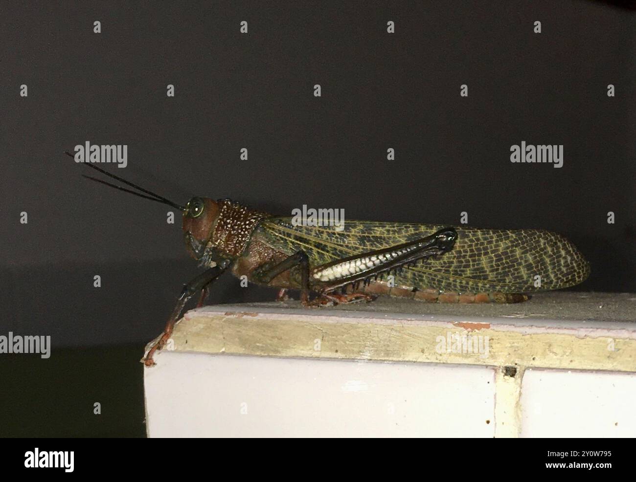 giant red-winged grasshopper (Tropidacris cristata) Insecta Stock Photo ...