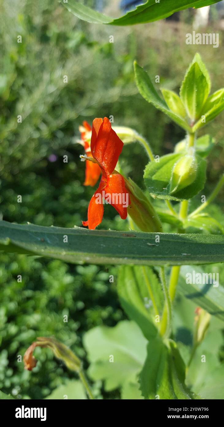scarlet monkeyflower (Erythranthe cardinalis) Plantae Stock Photo - Alamy