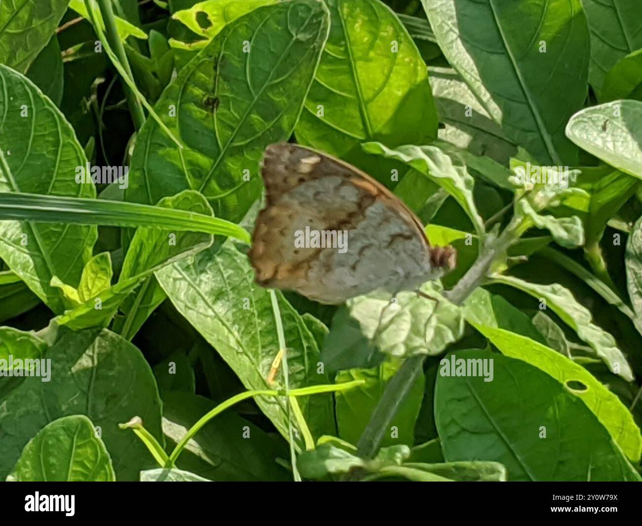 African Yellow Pansy (Junonia hierta cebrene) Insecta Stock Photo - Alamy