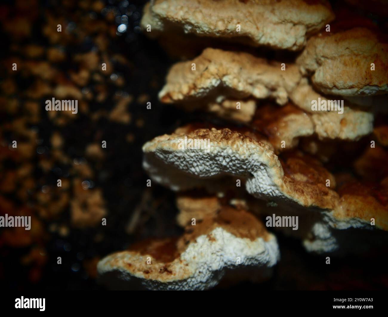 (Pycnoporellus fulgens) Fungi Stock Photo - Alamy