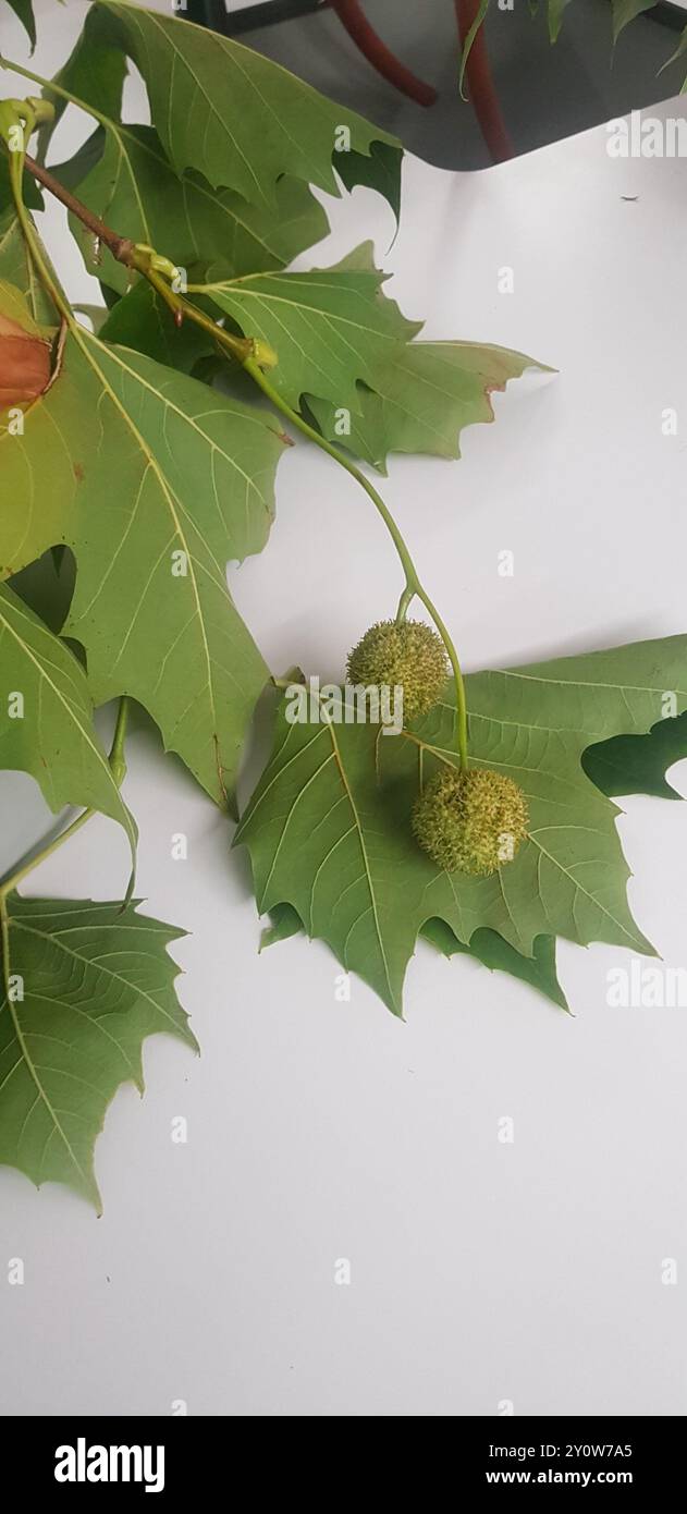 London Plane (Platanus × hispanica) Plantae Stock Photo - Alamy