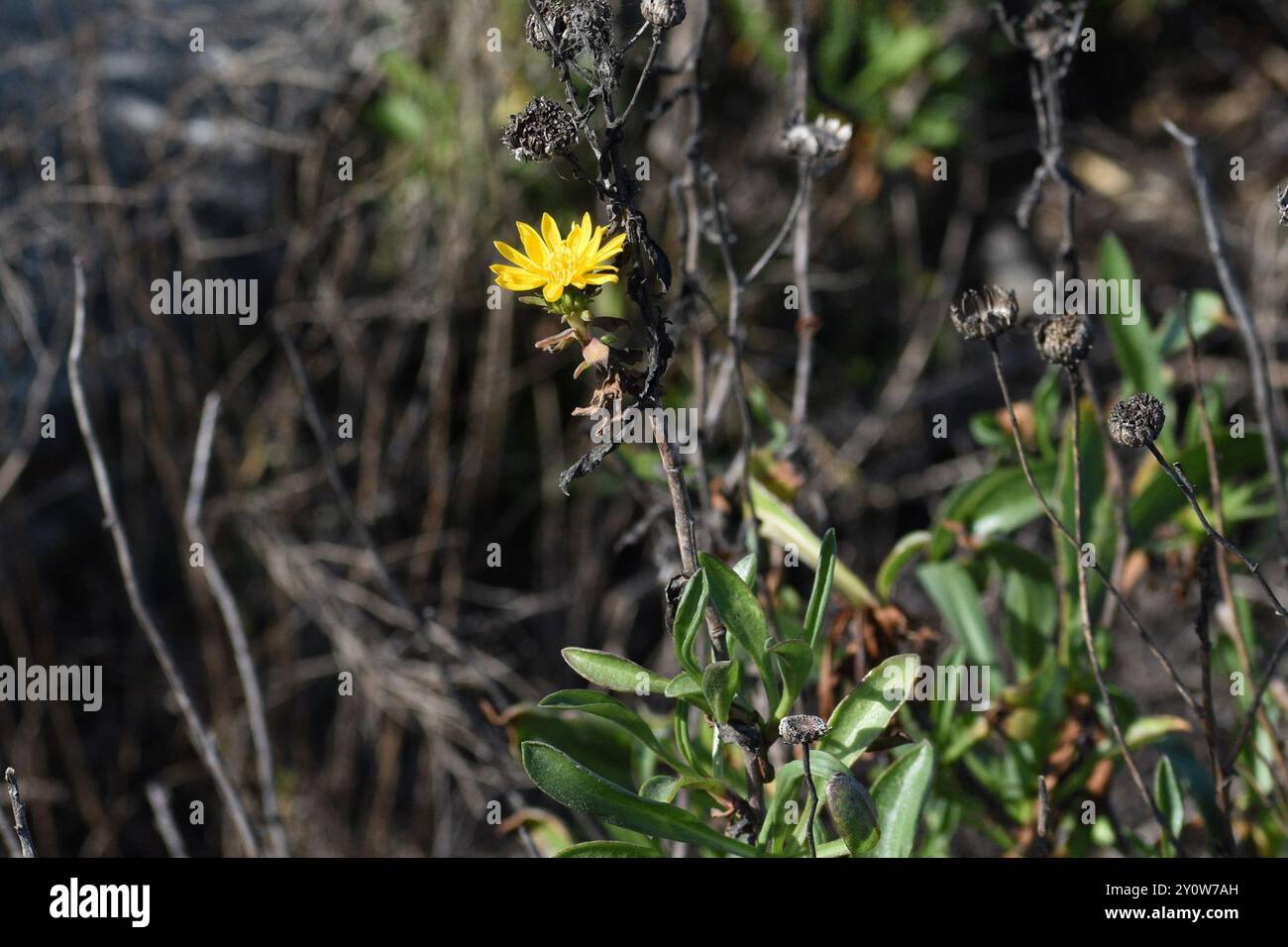 Oregon Gumplant (Grindelia stricta) Plantae Stock Photo - Alamy