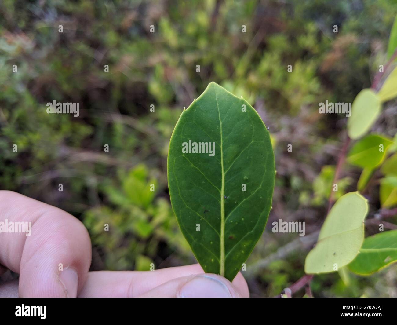 Large Gallberry (Ilex coriacea) Plantae Stock Photo - Alamy