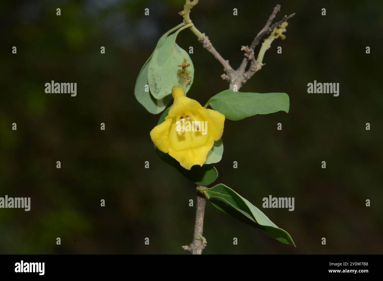 Asian Bushbeech (Gmelina asiatica) Plantae Stock Photo - Alamy